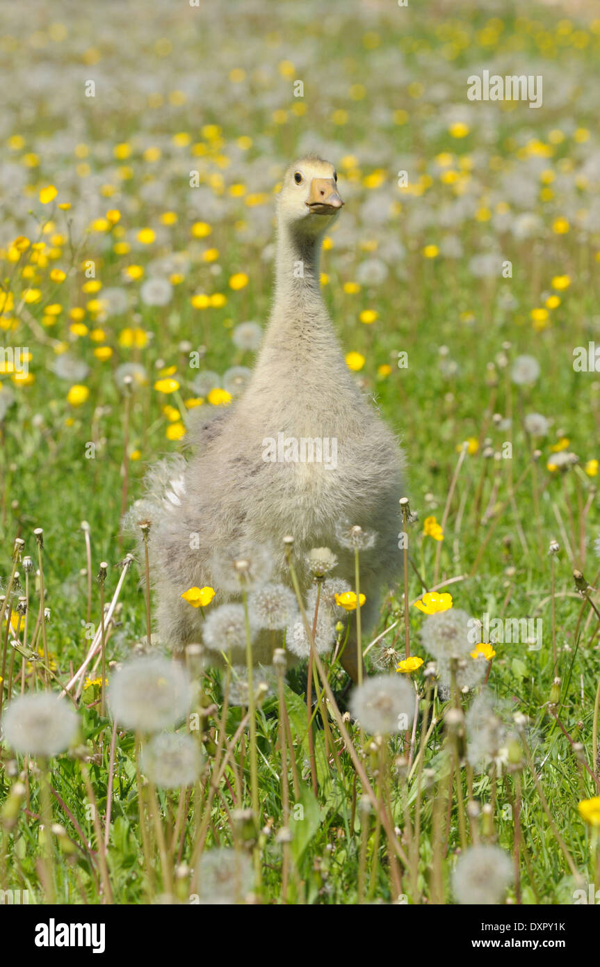 Goose spring hi-res stock photography and images - Alamy