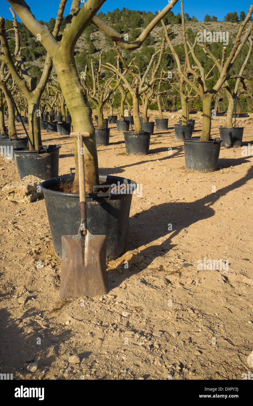 Spade against tree High Resolution Stock Photography and Images - Alamy