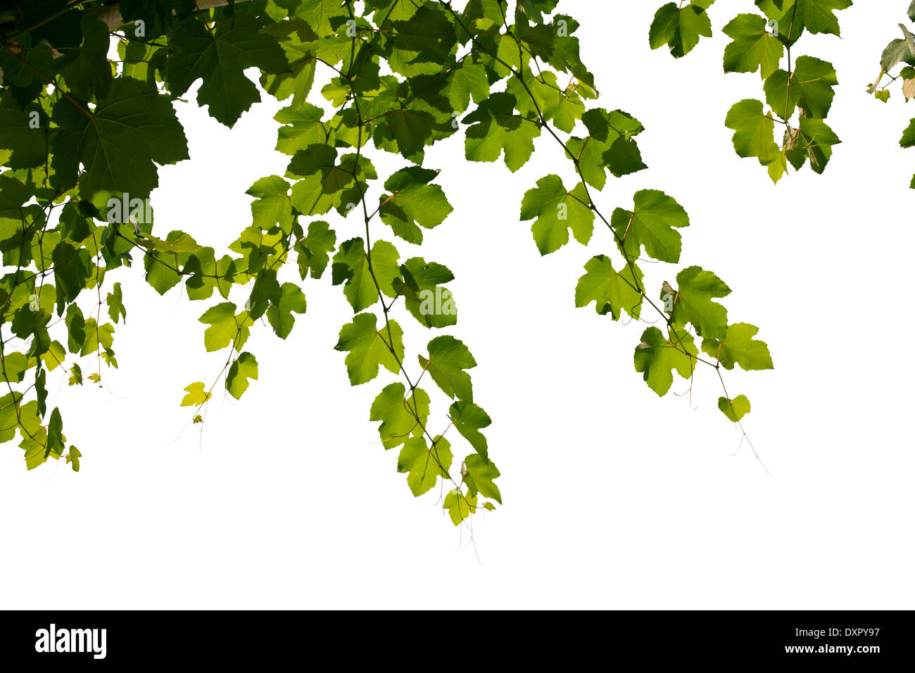 Cut leaf plane tree hi-res stock photography and images - Alamy
