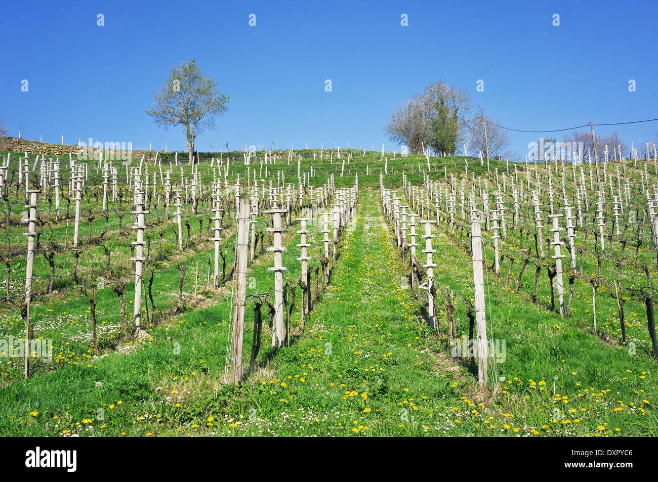 empty vineyard with wooden posts Stock Photo - Alamy