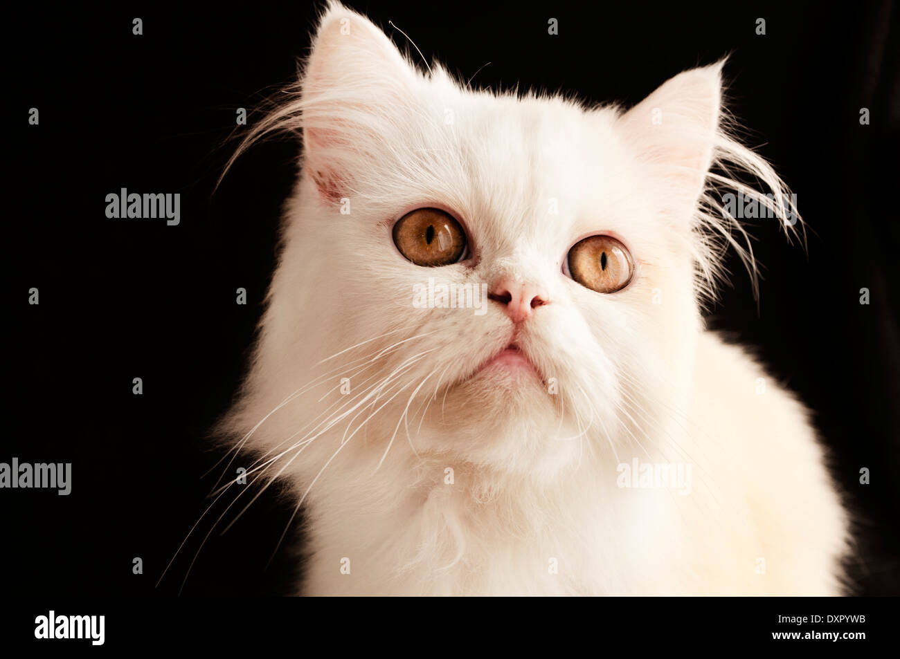 Beautiful big white cat hi-res stock photography and images - Alamy
