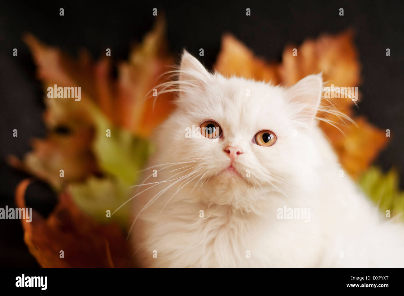 Perfect cat hi-res stock photography and images - Alamy