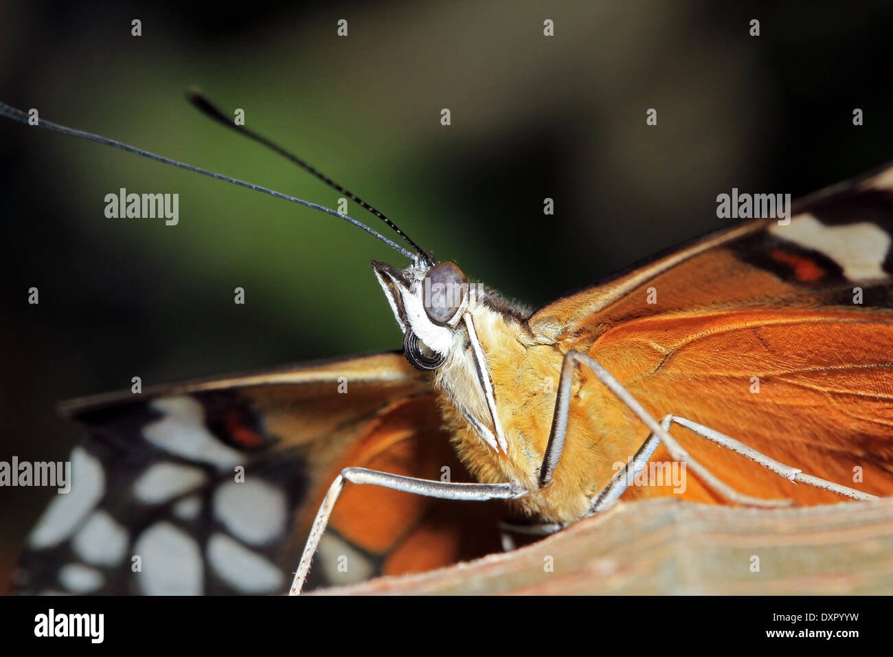 Close-up of a Tiger Longwing Butterfly (aka Hecale Longwing, Golden ...