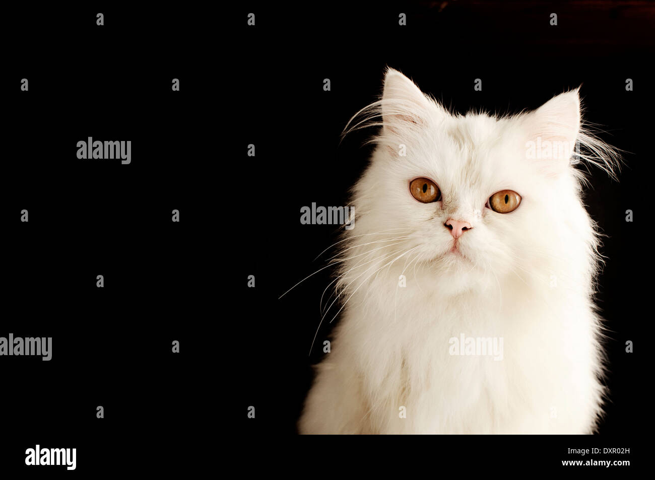 Clean cat hi-res stock photography and images - Alamy