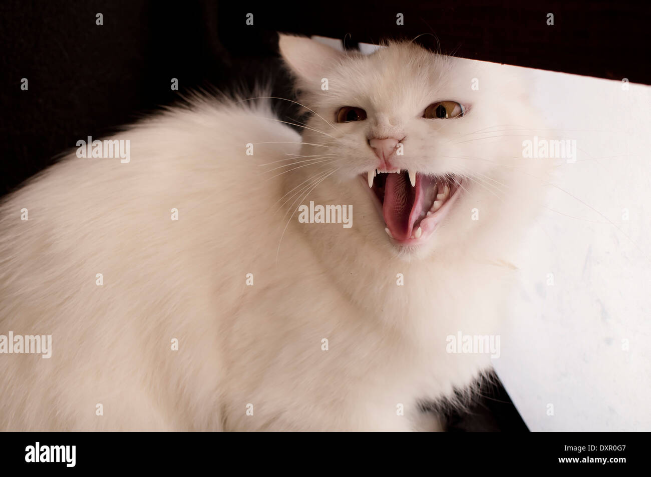 Angry white cat hi-res stock photography and images - Alamy