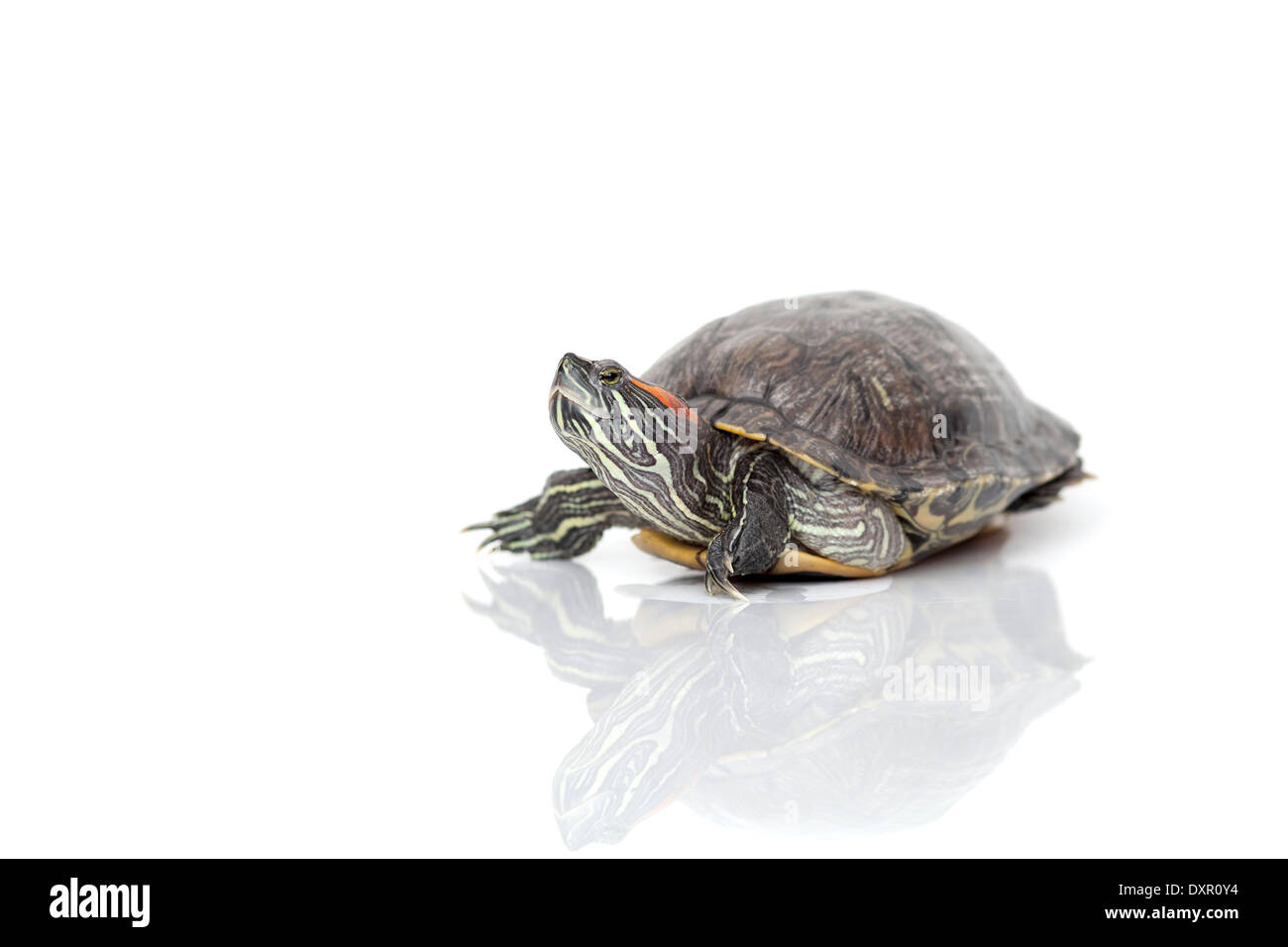 Turtle foot hi-res stock photography and images - Alamy