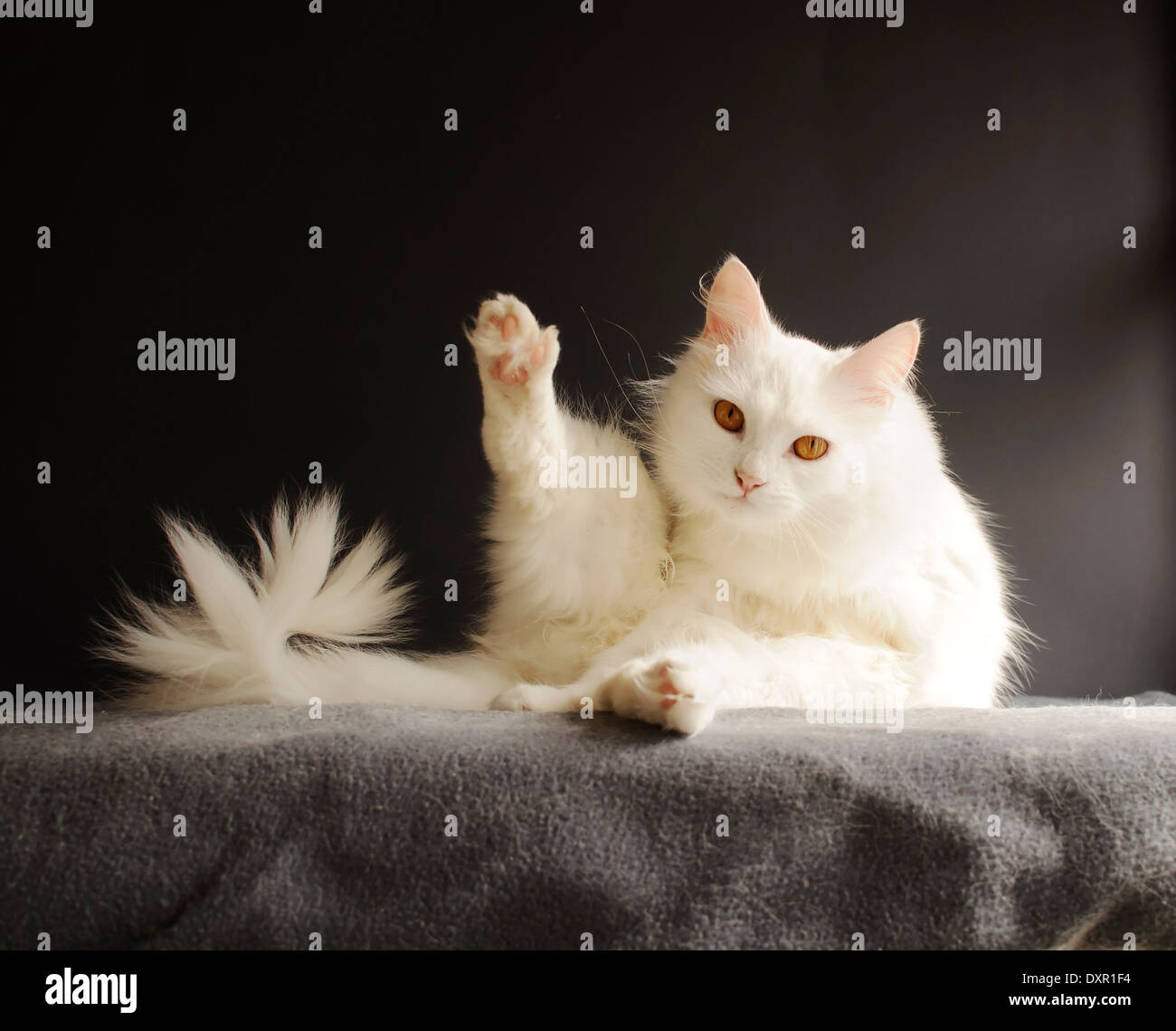 Funny cat pose hi-res stock photography and images - Alamy