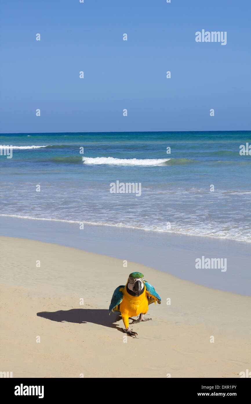 Punta parrot hi-res stock photography and images - Alamy