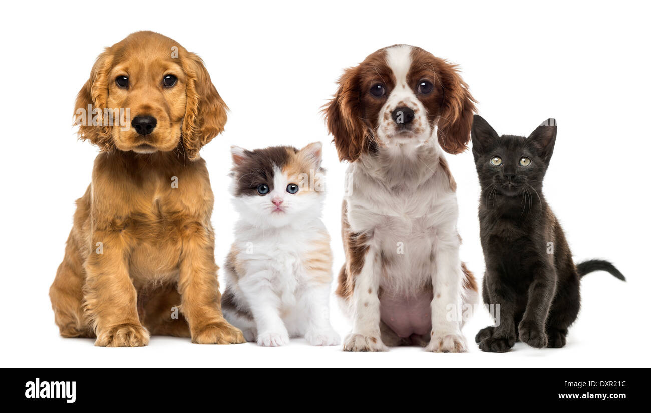 Group Of Dogs And Cats