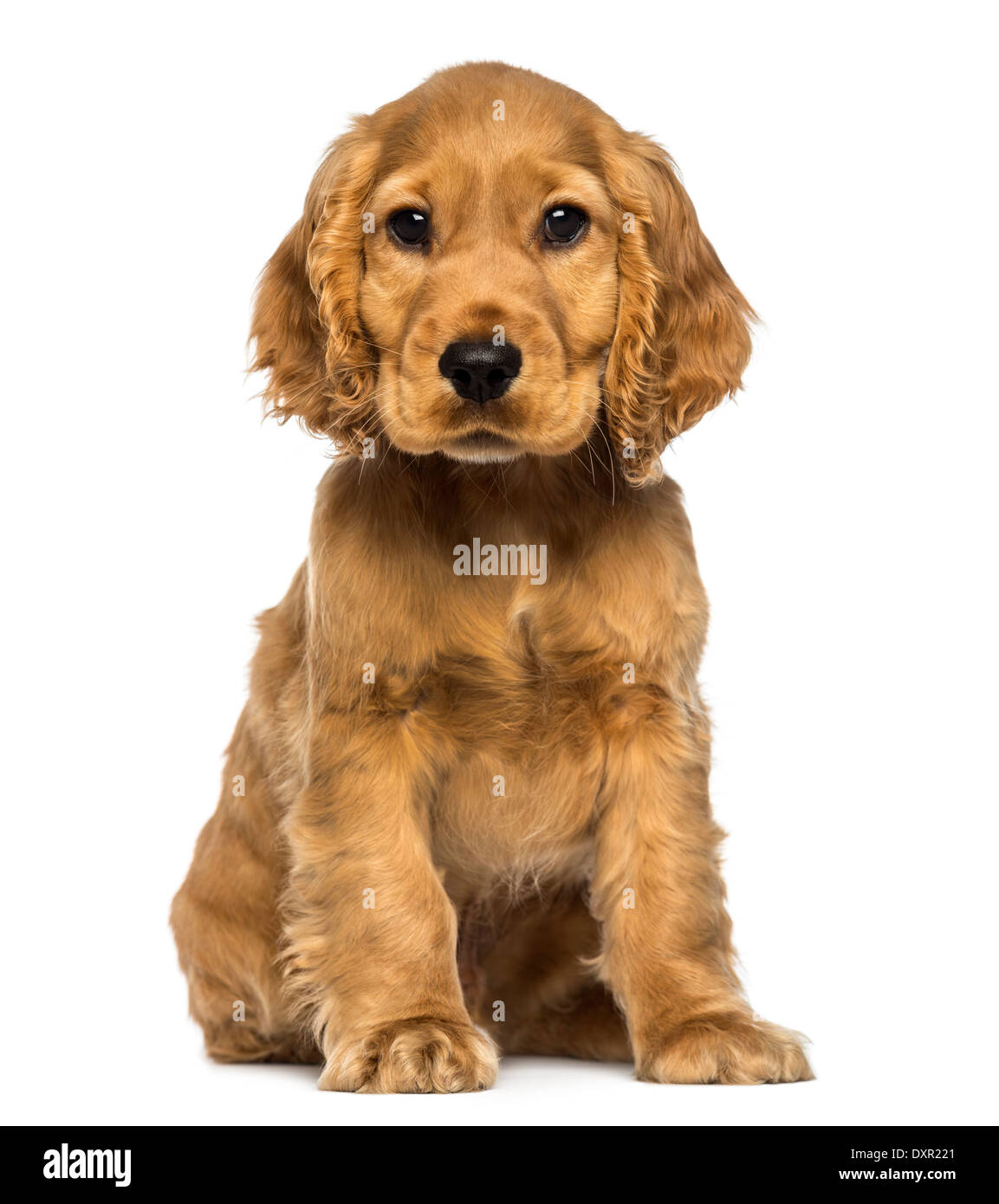 Dxr221 cocker puppy sitting hi-res stock photography and images - Alamy