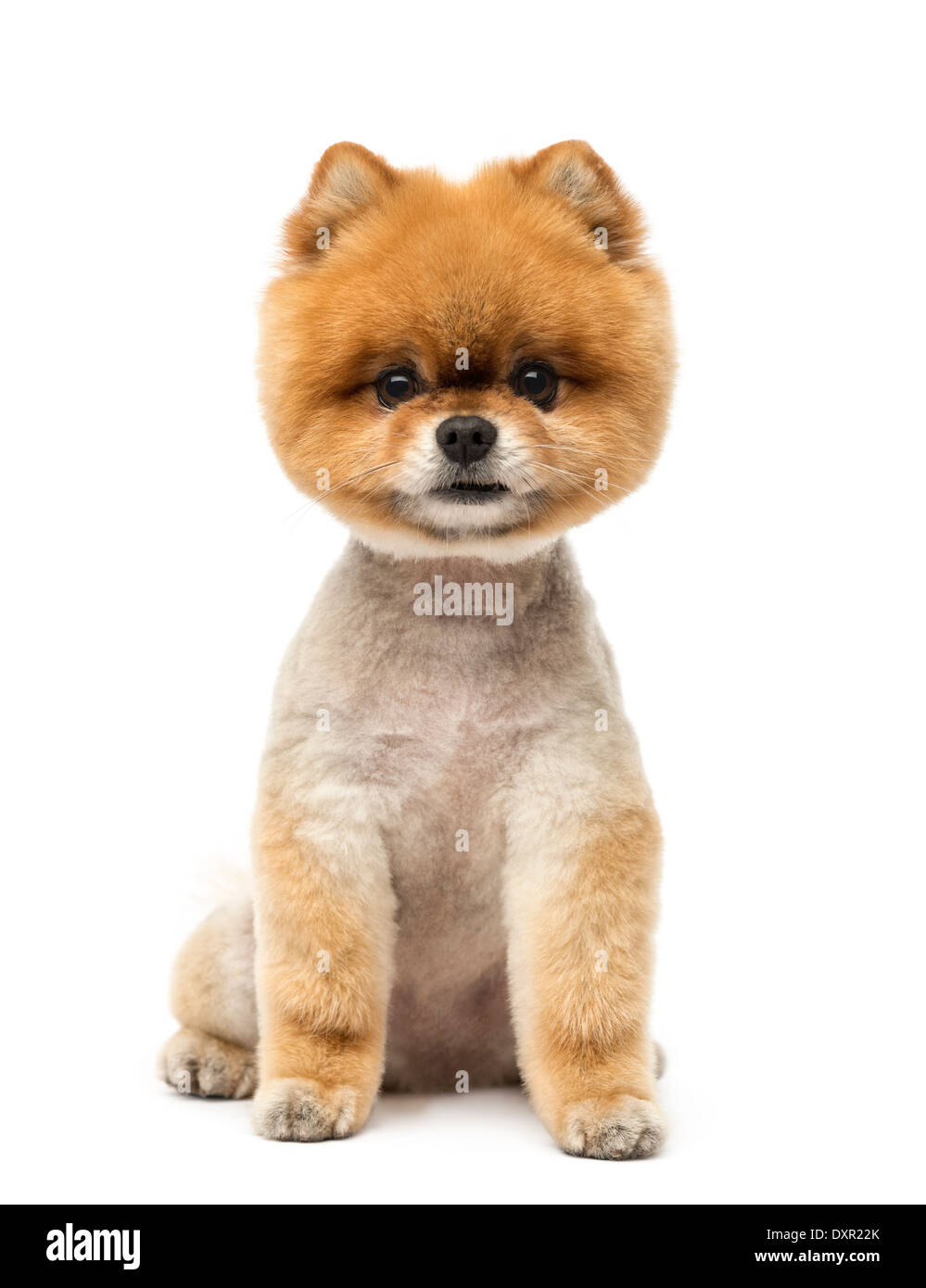 Pomeranian dog vertical Cut Out Stock Images & Pictures - Alamy
