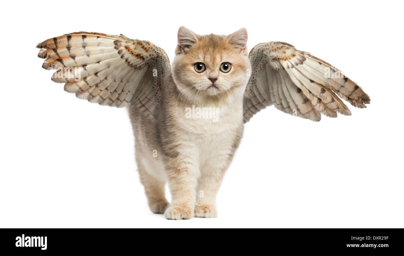 Winged cat hi res stock photography and images Alamy