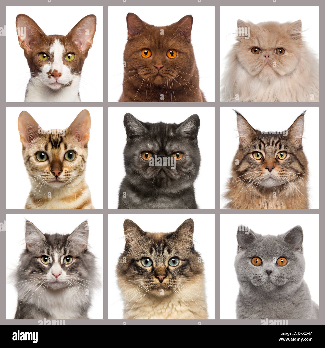 Nine cat heads looking at the camera against white background Stock ...