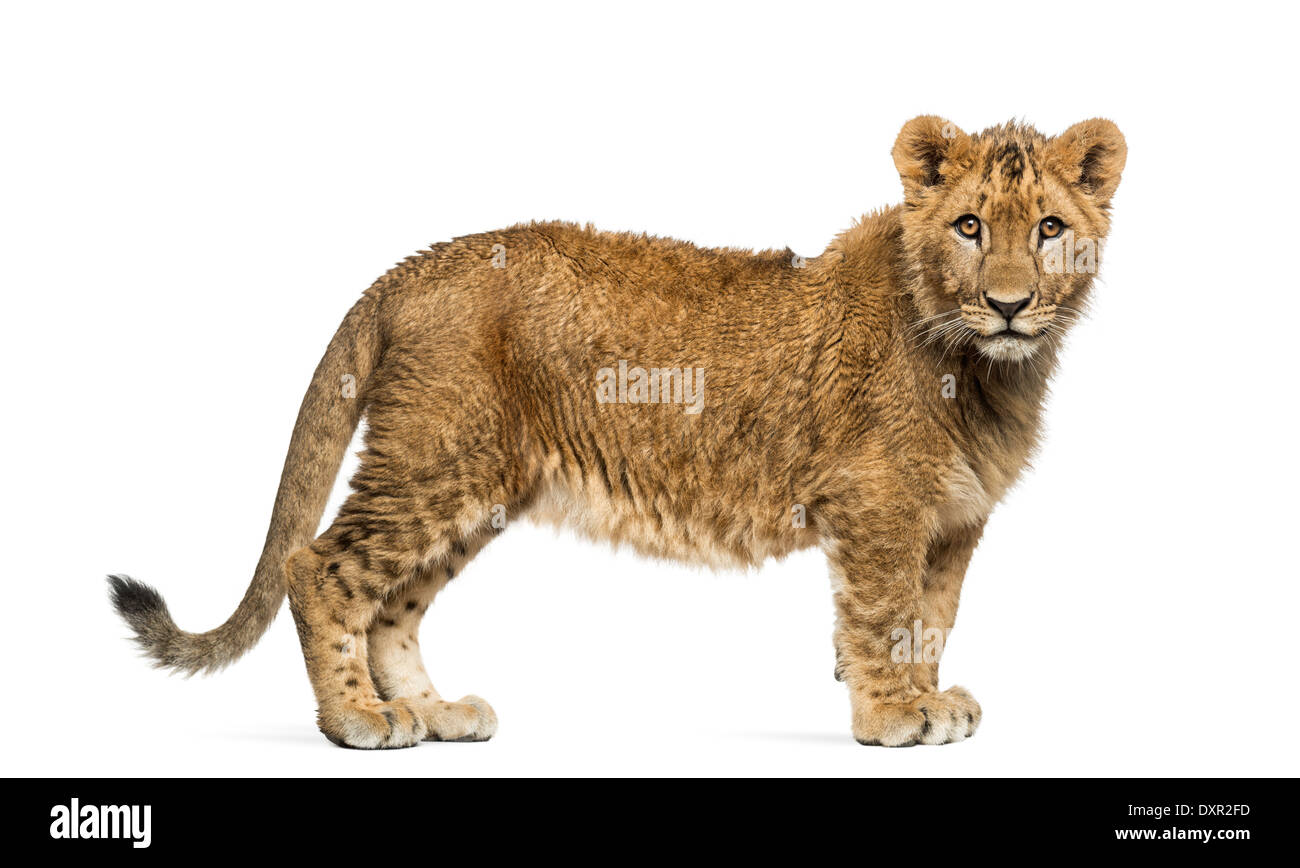 Lion cub standing and looking at the camera against white background ...
