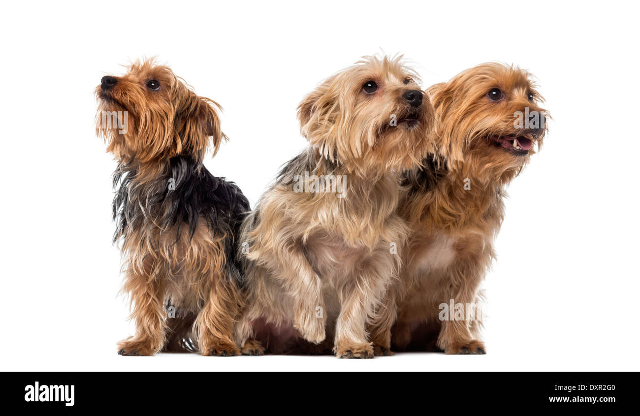 Three Yorkshire Terriers sitting and looking up against white ...