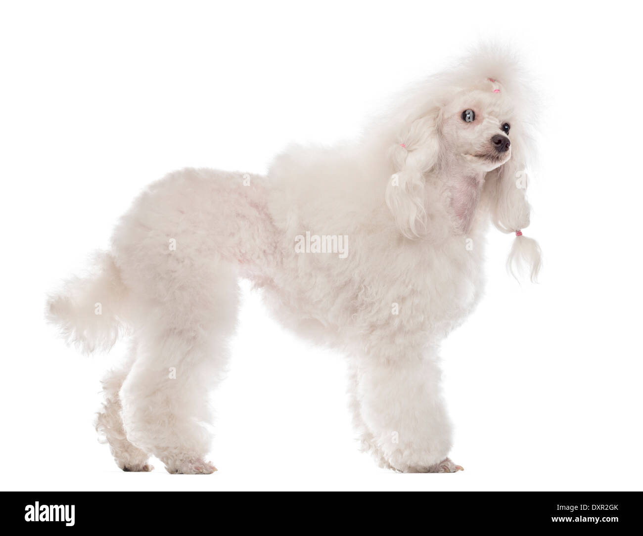 Poodle side hi-res stock photography and images - Alamy