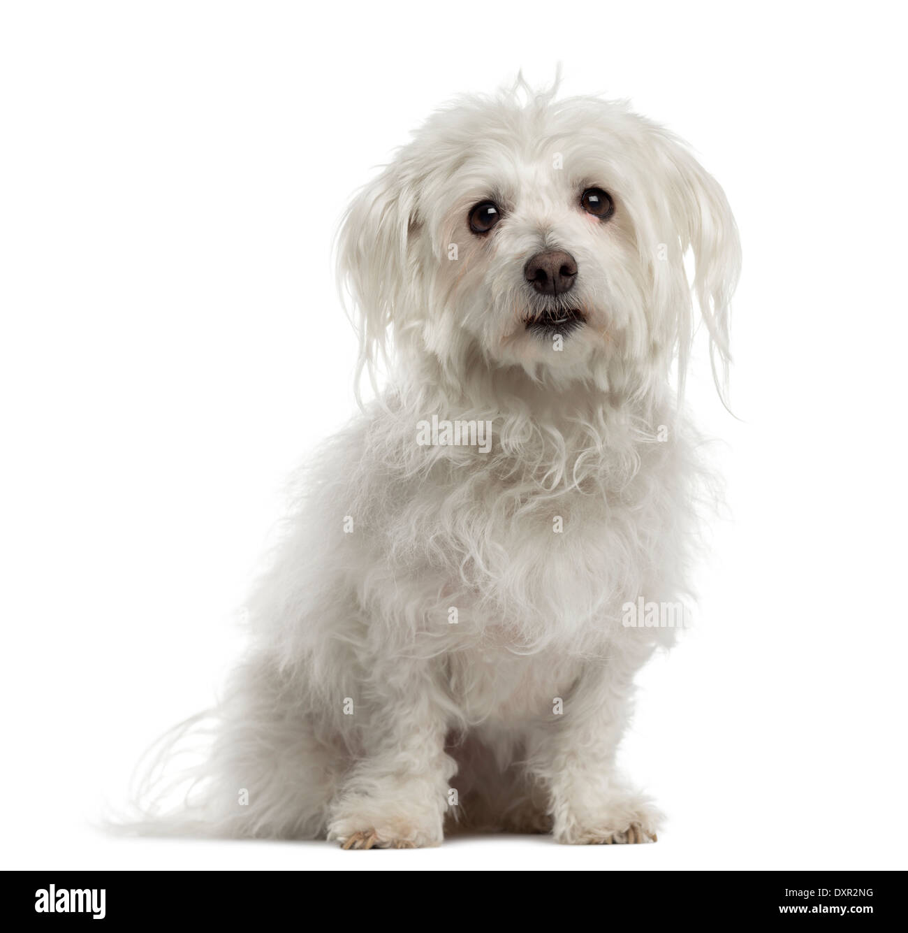 Old Maltese sitting and looking at the camera against white background ...