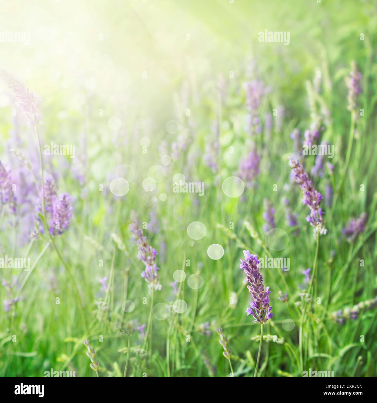 Design flowers background. Spring or summer floral nature background ...