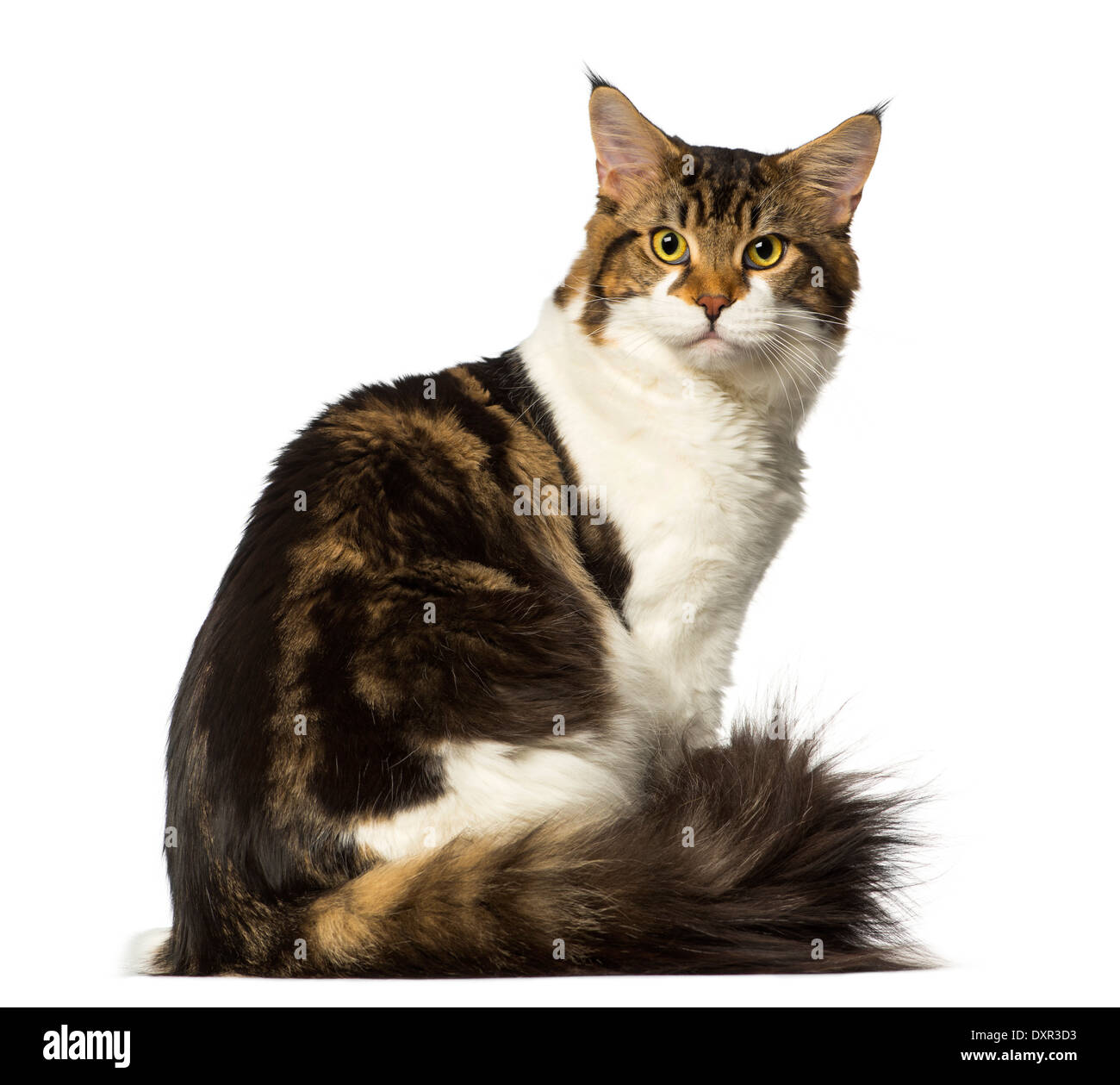 Maine Coon sitting and looking at the camera against white background ...
