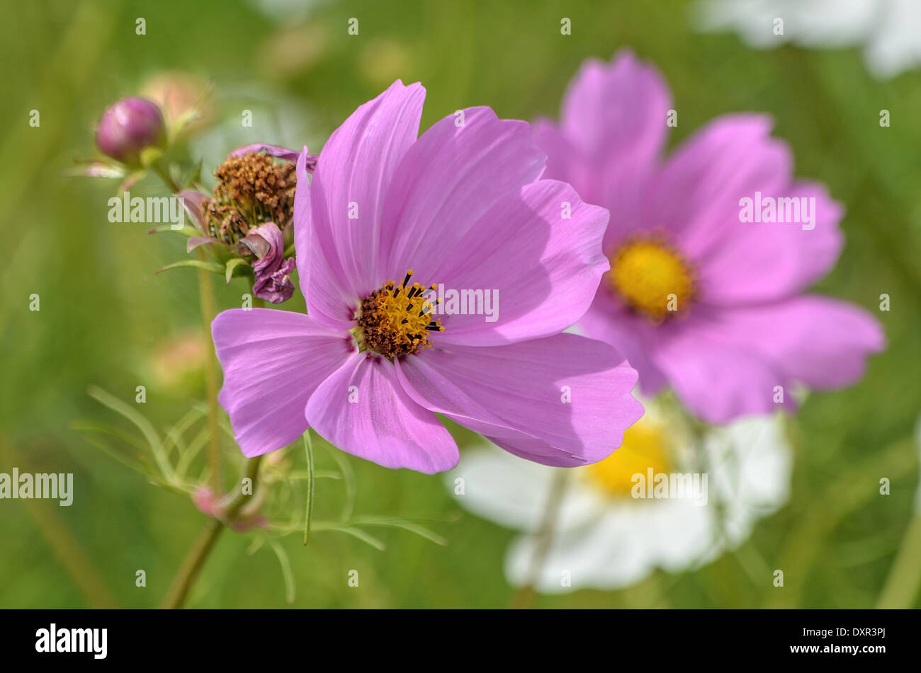 Pink Cosmo Flower Stock Photo - Alamy