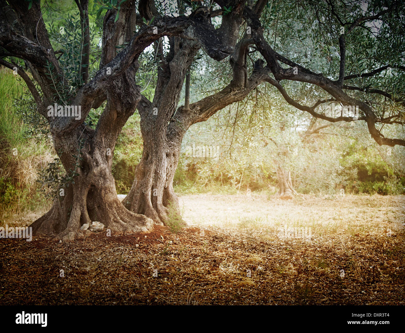 Iediterranean olive field with old olive tree ready for harvest Stock ...