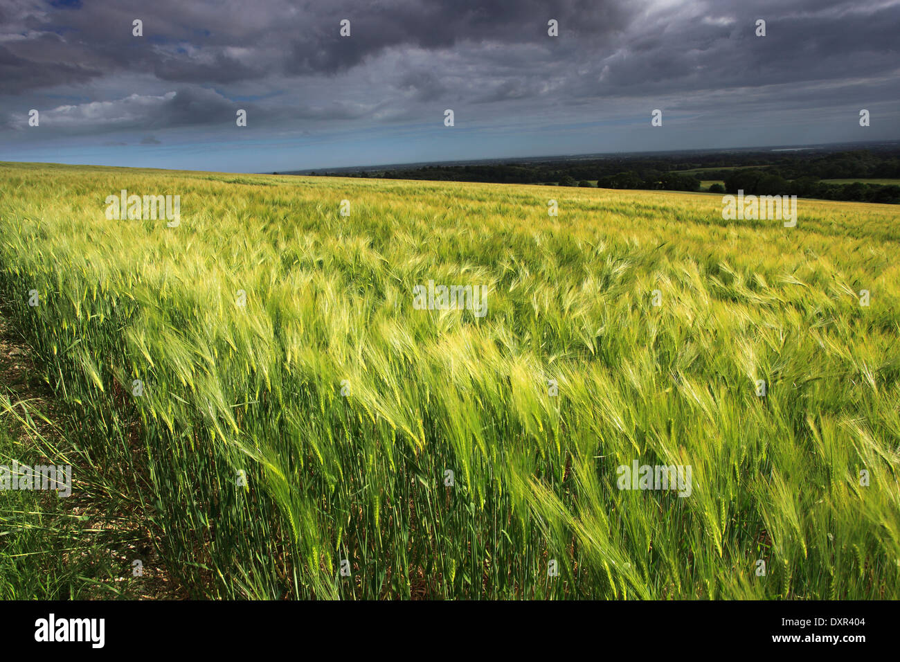 Summer Landscape over Long Down near Slindon village, South Downs ...