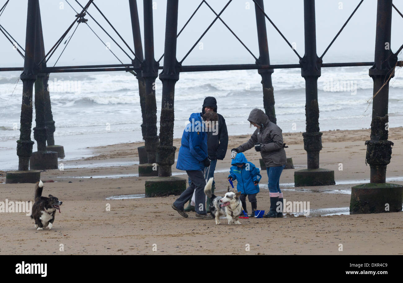 Dog walker/walkers walking on beach. UK Stock Photo - Alamy