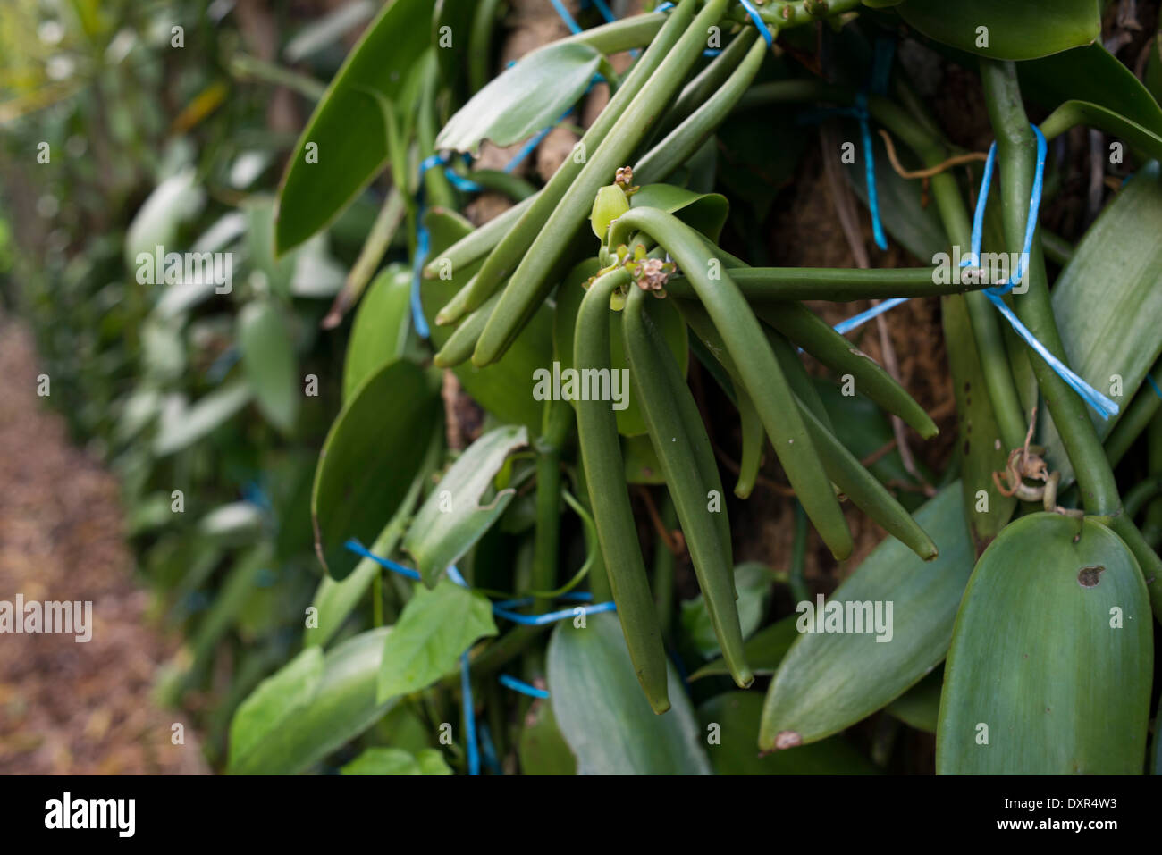 Cultivated fields with vanilla. The vanilla is part of the heritage of ...