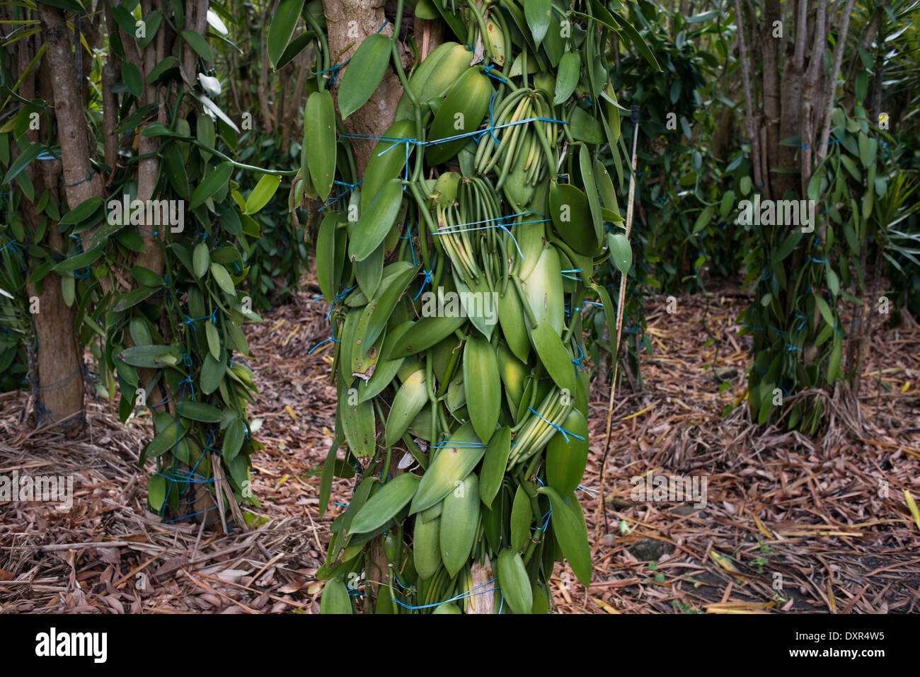 Vanilla vine hi-res stock photography and images - Alamy