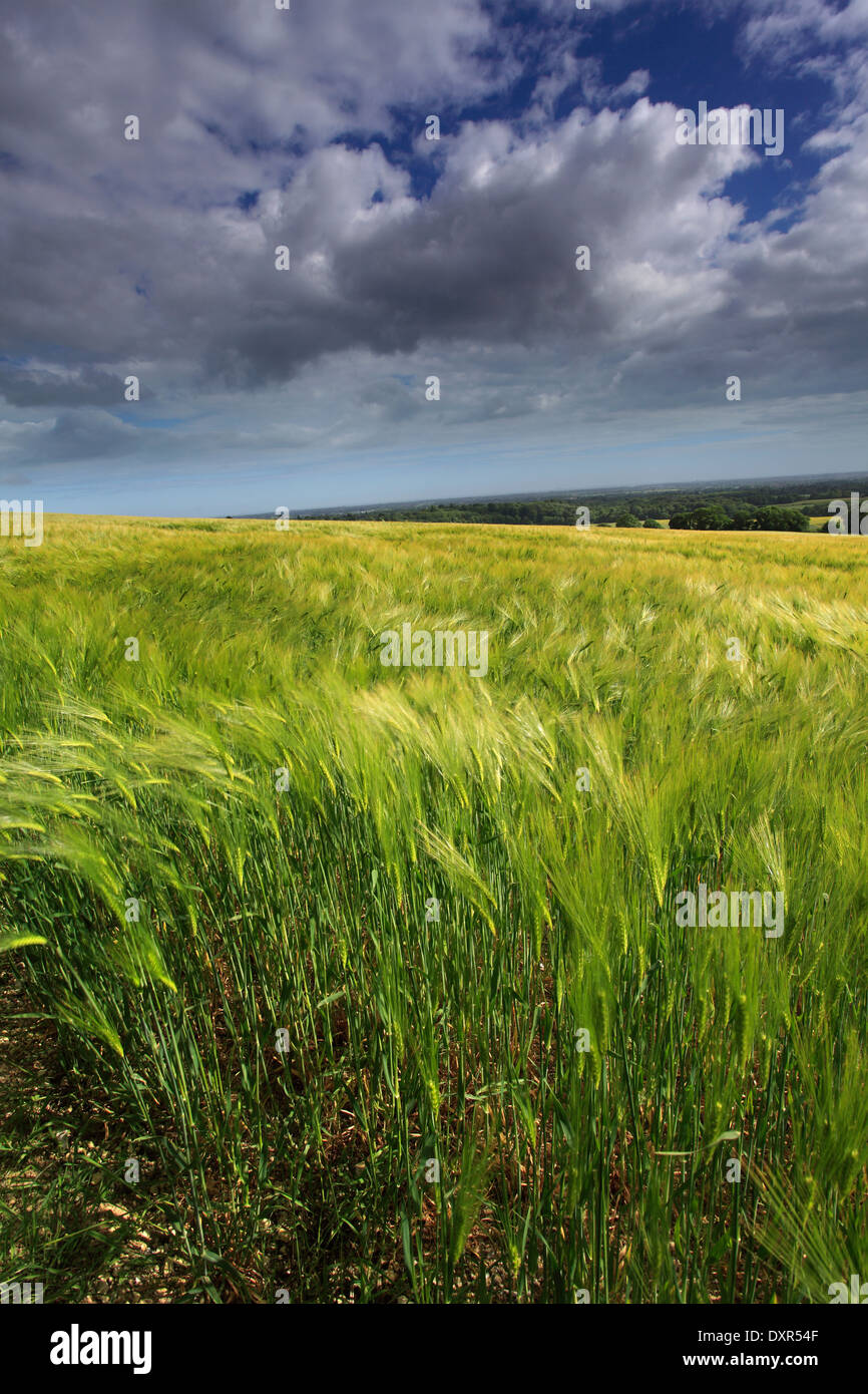 Summer Landscape over Long Down near Slindon village, South Downs ...