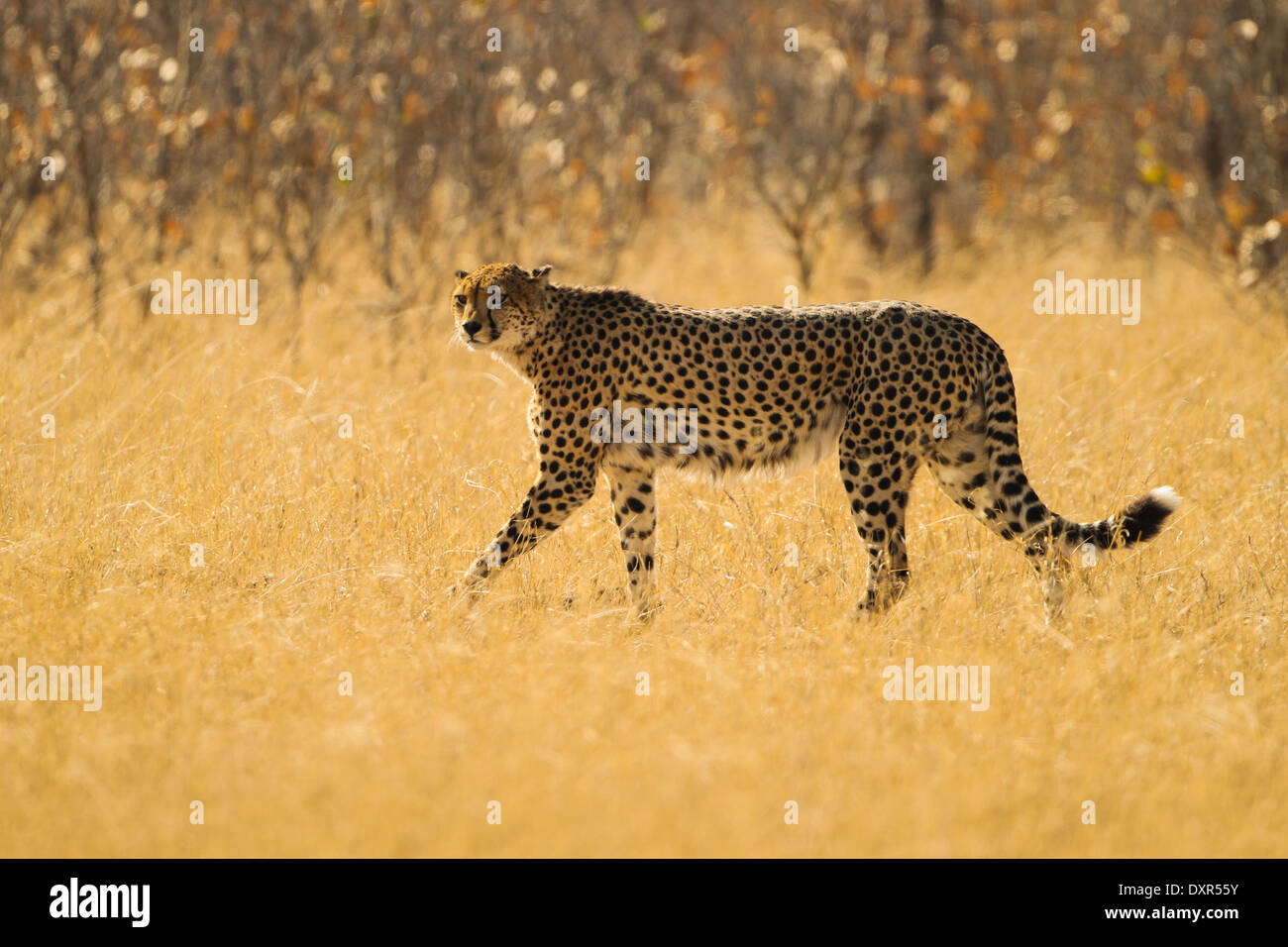 Cheetah in yellow grass Stock Photo - Alamy
