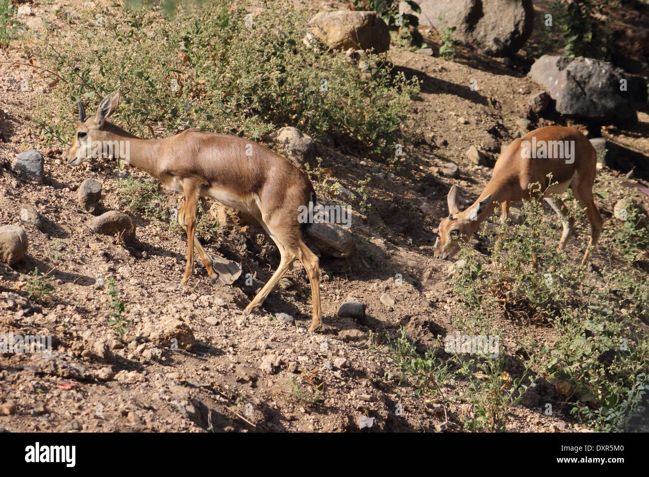 Chinkara High Resolution Stock Photography and Images - Alamy