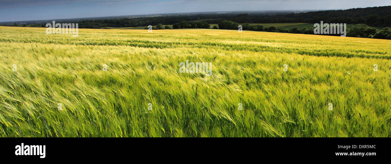 Summer Landscape over Long Down near Slindon village, South Downs ...