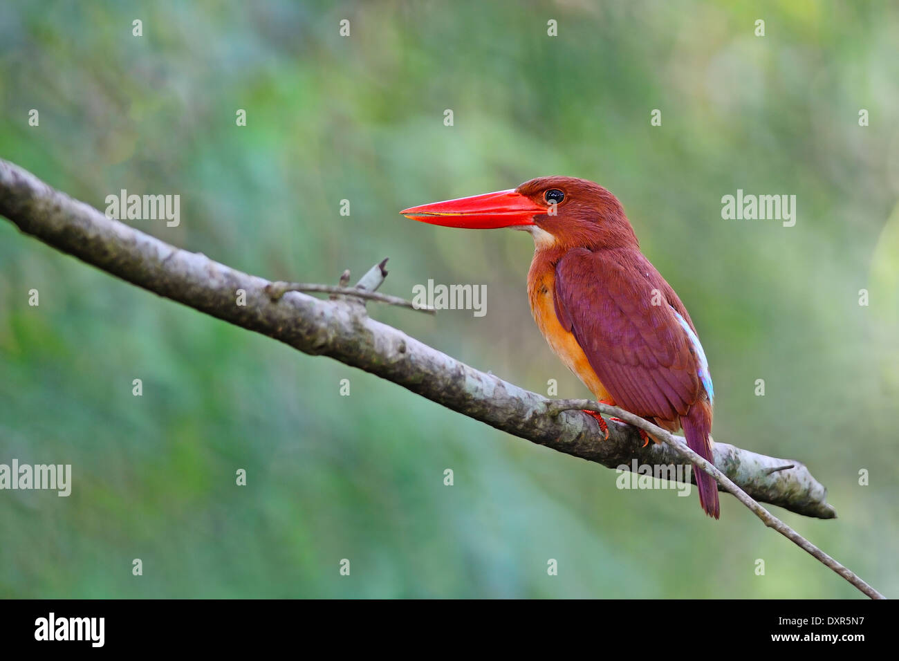Red beautiful bird, Ruddy Kingfisher (Halcyon coromanda), standing on a ...