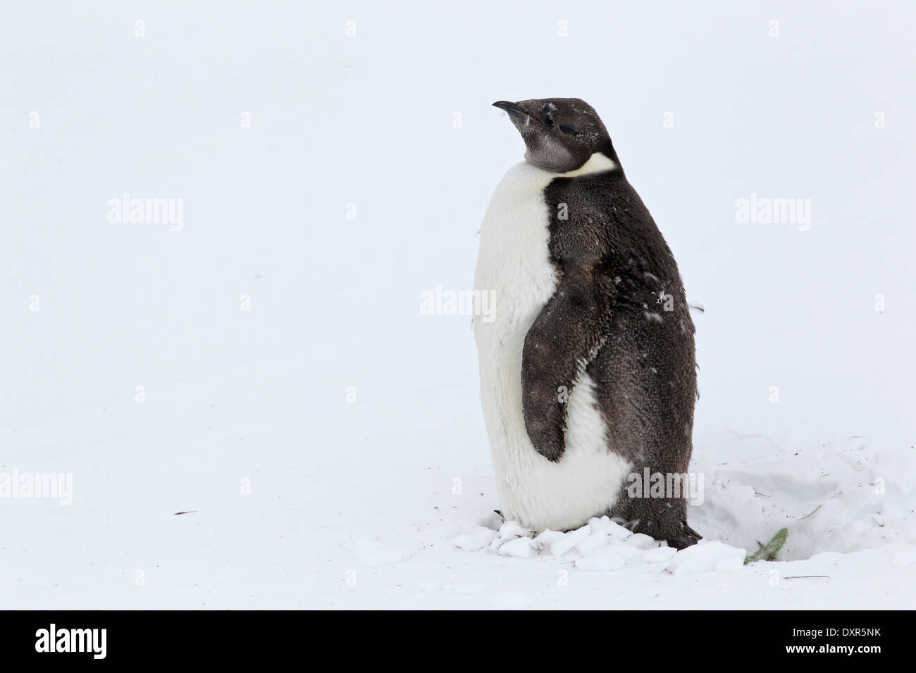 Emperor penguin molting in Antarctica in the snow Stock Photo - Alamy