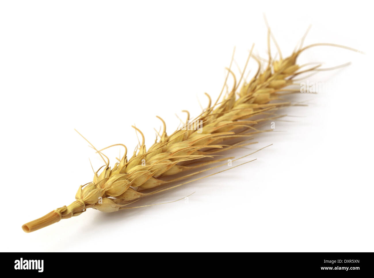 Pod wheat Cut Out Stock Images & Pictures - Alamy