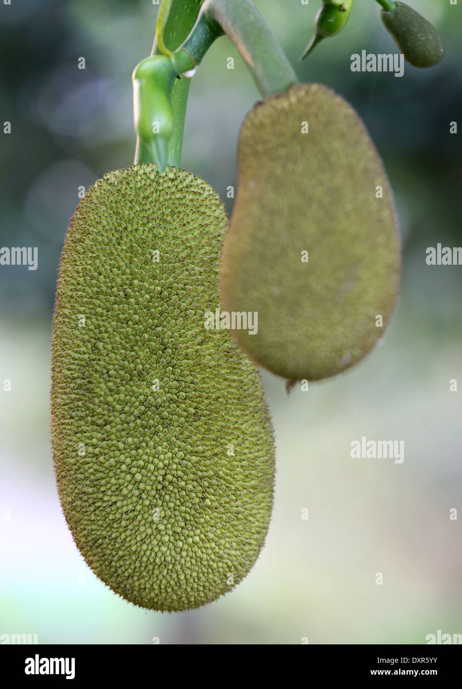 Close up of young jackfruit in tree Stock Photo - Alamy