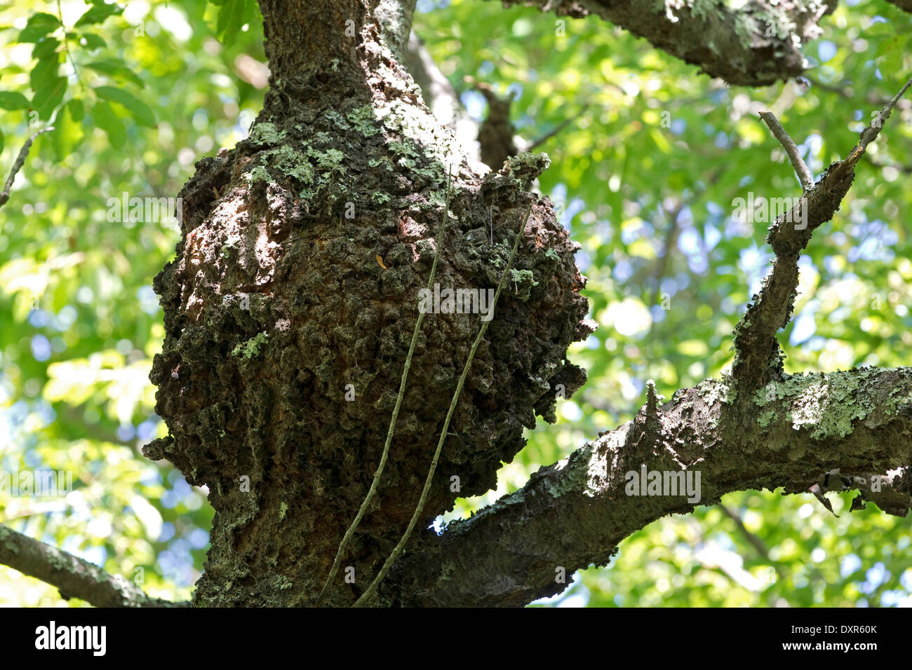 Tree burl hi-res stock photography and images - Alamy