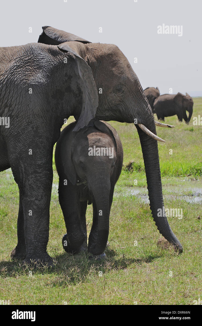 Calf shade hi-res stock photography and images - Alamy