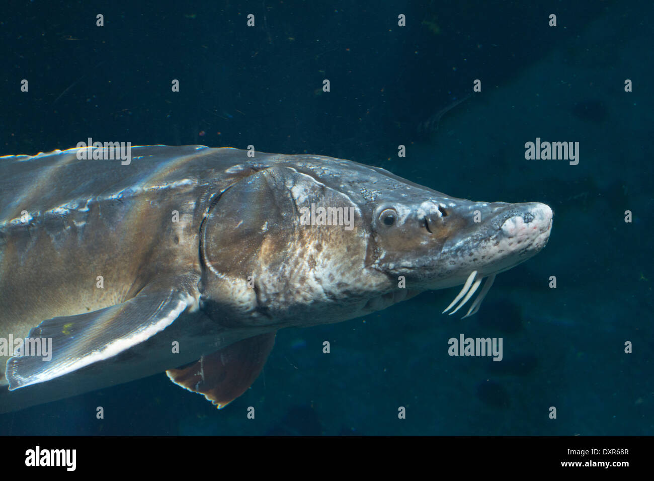 Acipenser oxyrinchus oxyrinchus hi-res stock photography and images - Alamy
