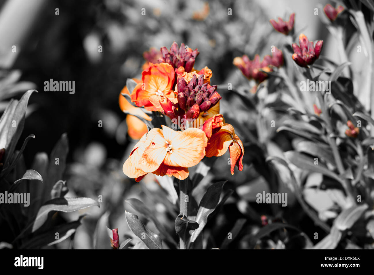 Wallflower black white hi-res stock photography and images - Alamy