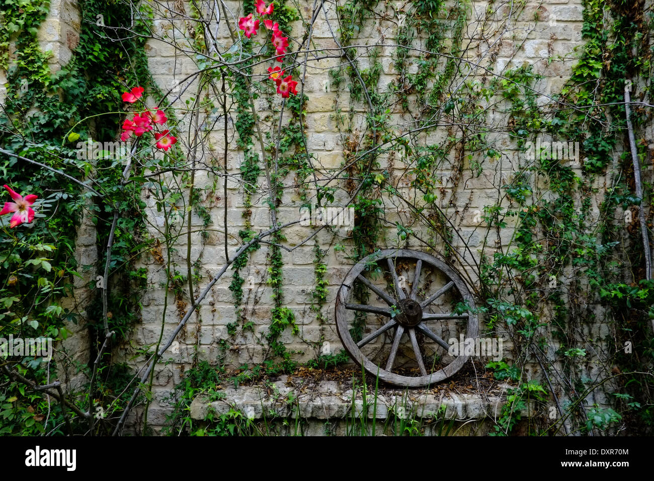 Old wagon wheel on a brick wall with red Climbing rosebush Stock Photo ...