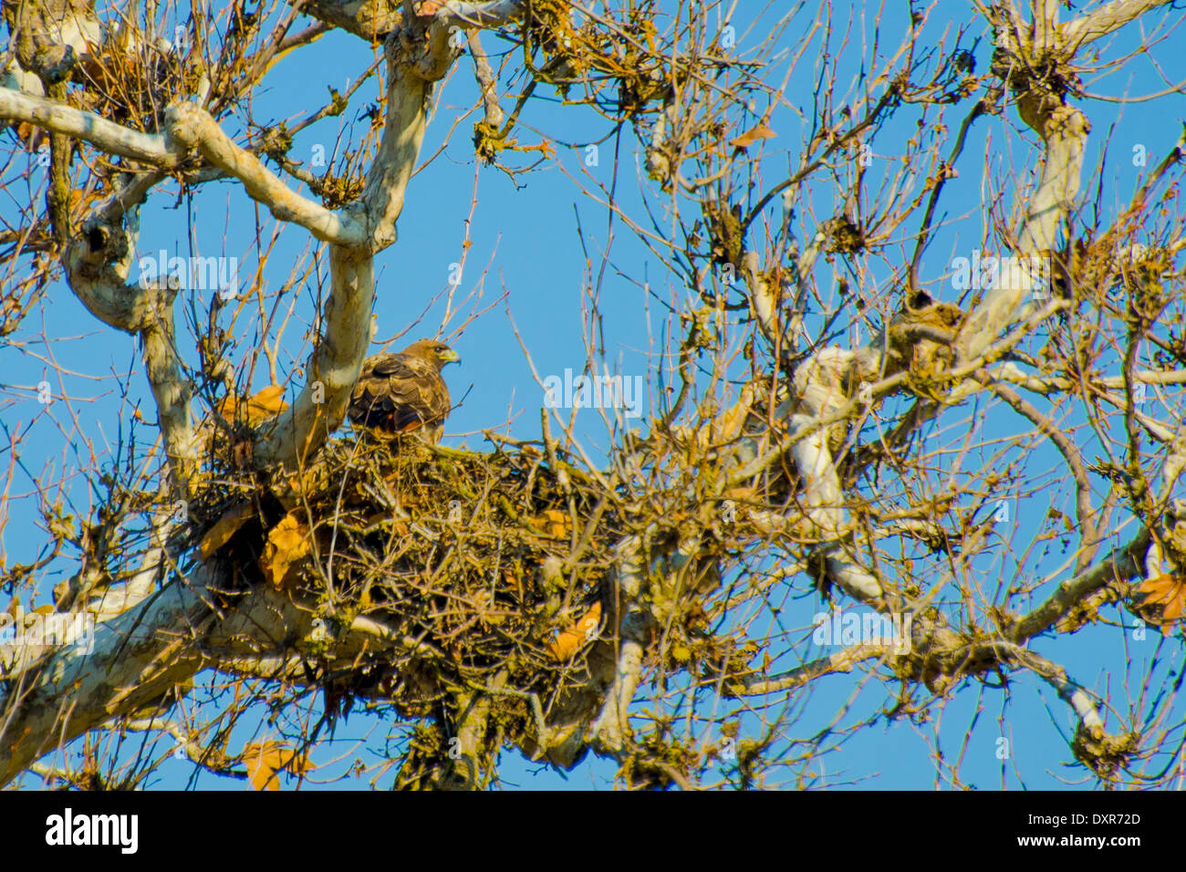 Golden eagle nest hi-res stock photography and images - Alamy