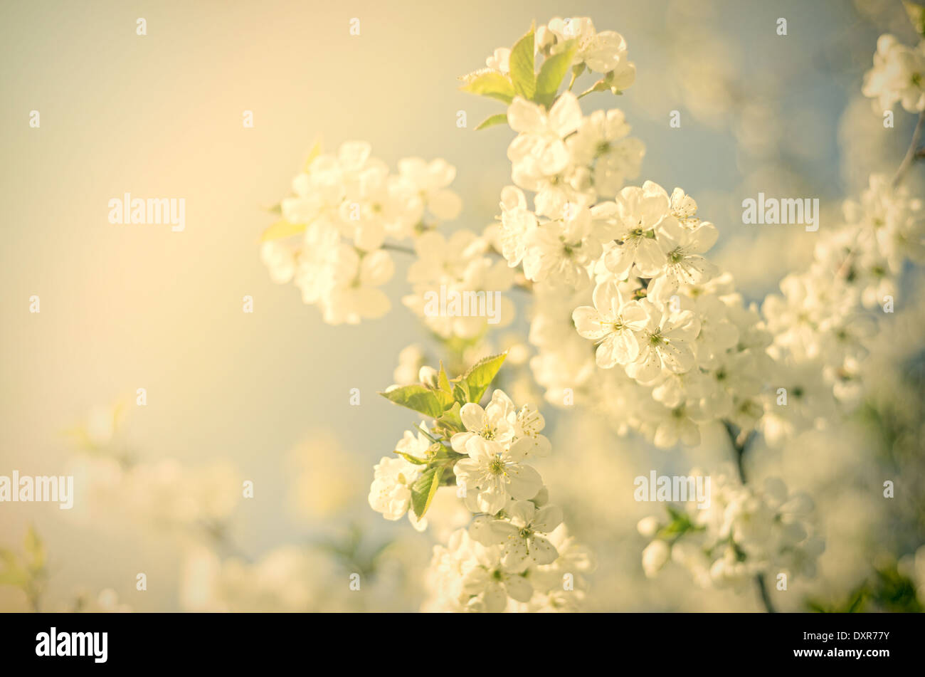 Vintage flowers. Antique style photo of tree flowers with grunge old ...