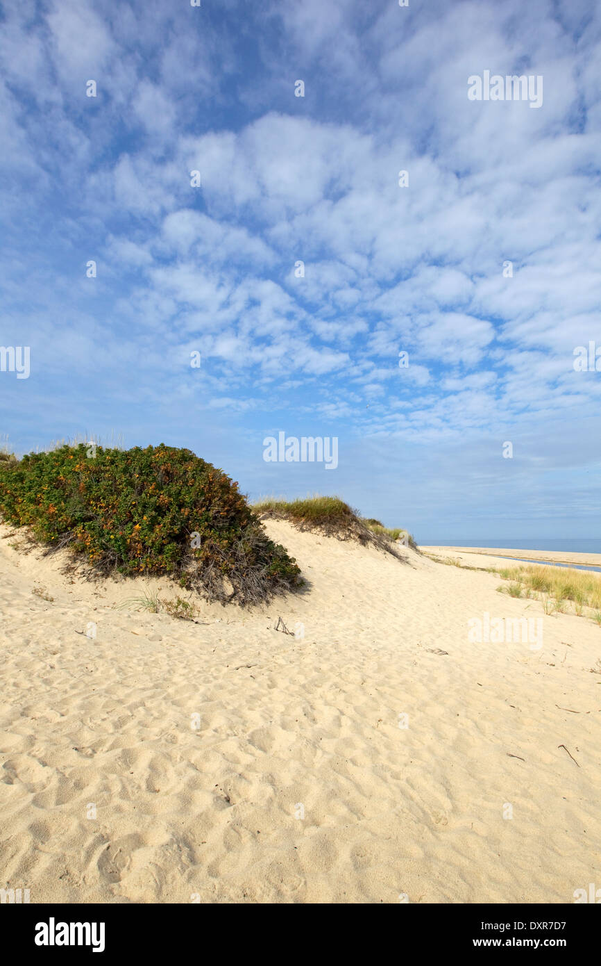Dunes of cape cod hi-res stock photography and images - Alamy