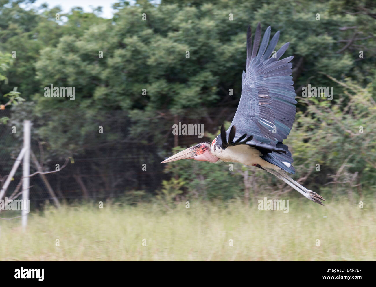 Marabou stork south africa hi-res stock photography and images - Alamy