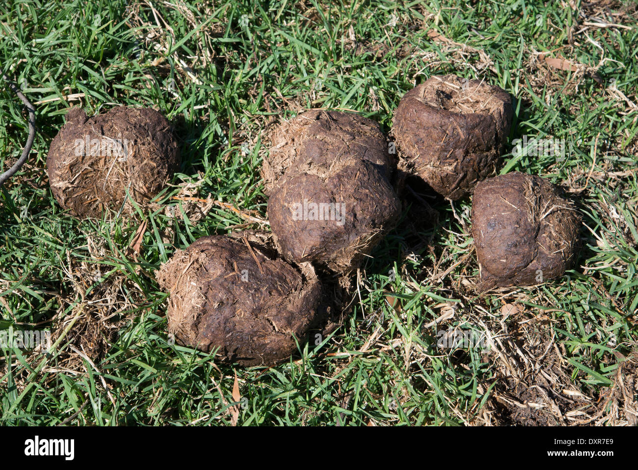 African elephant droppings on grassland in South Africa Stock Photo - Alamy