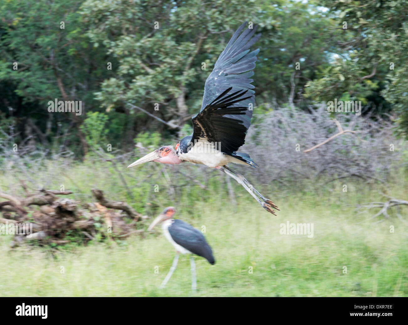 flying marabou in south africa Stock Photo - Alamy