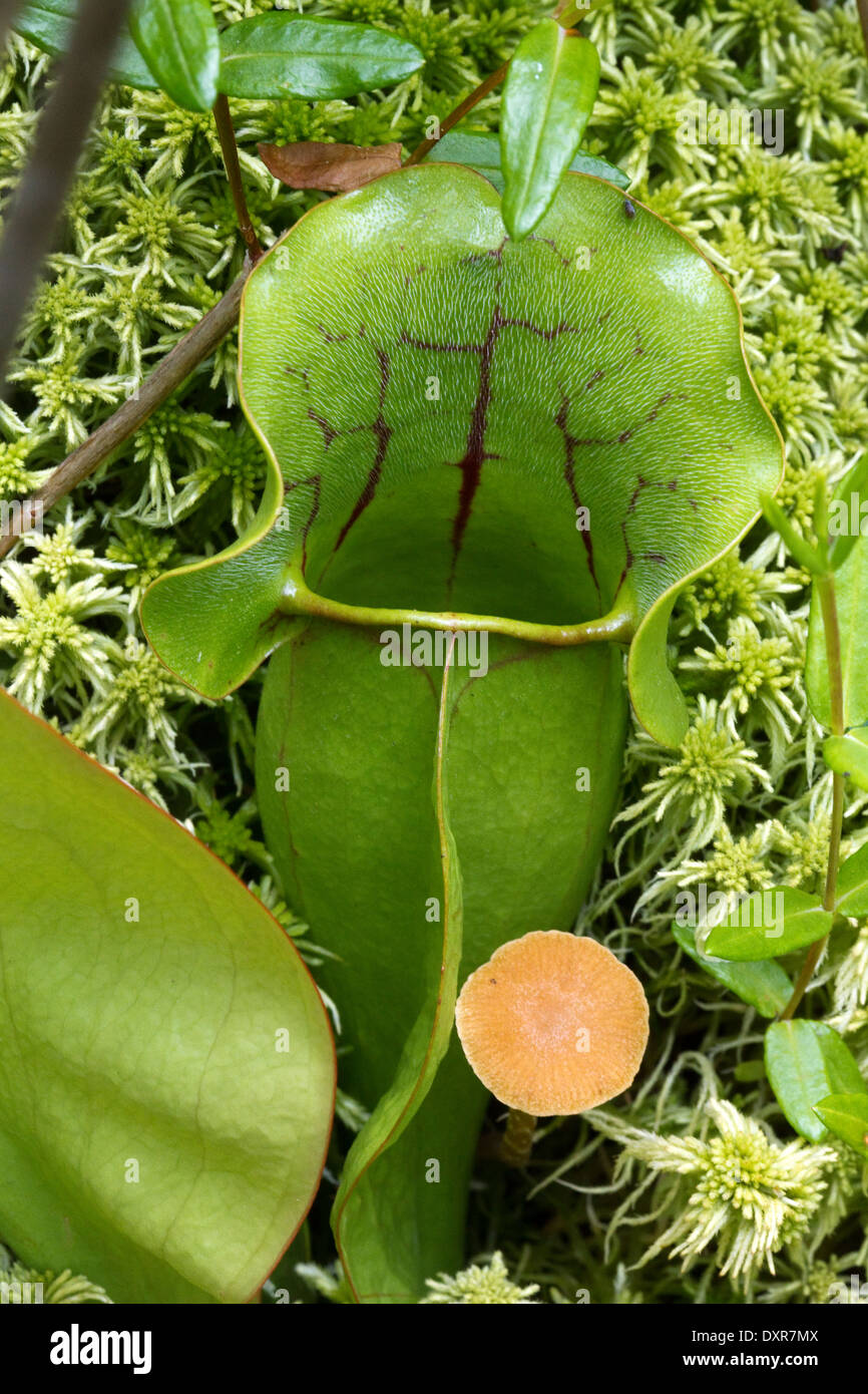 Northern Pitcher Plant, (Sarracenia purpurea), North Springfield Bog ...