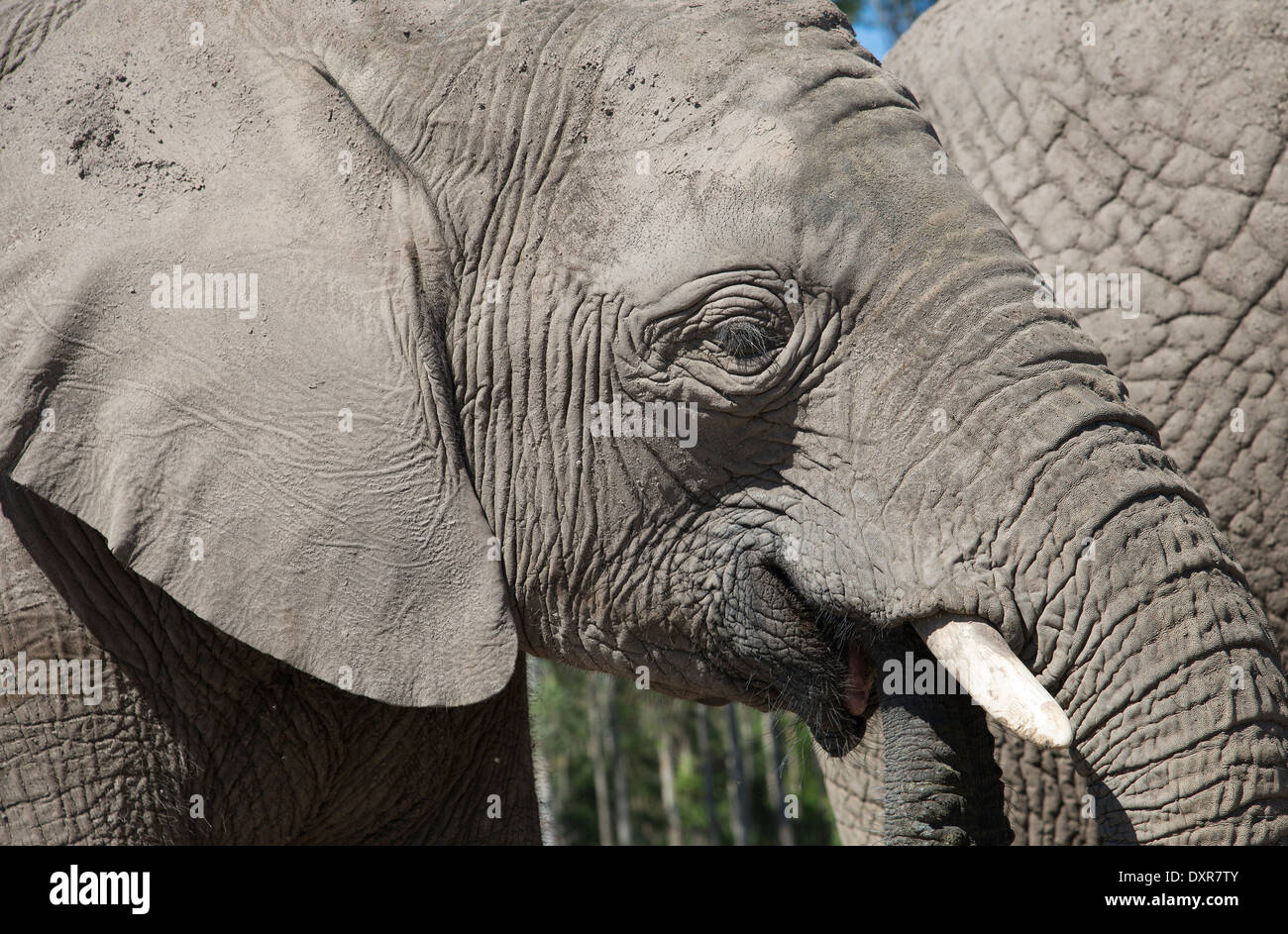 African elephant ear hi-res stock photography and images - Alamy
